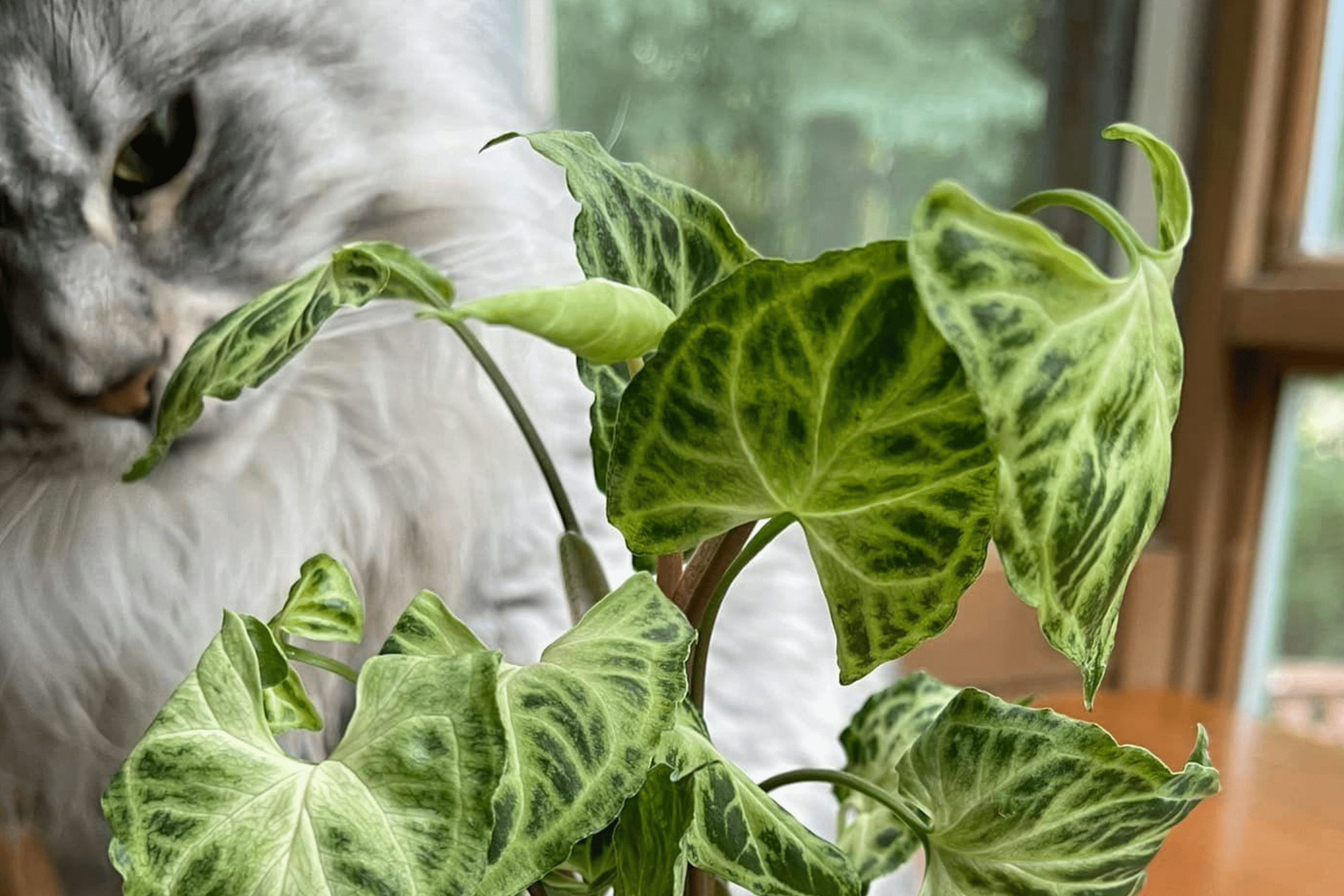tall indoor plants safe for cats