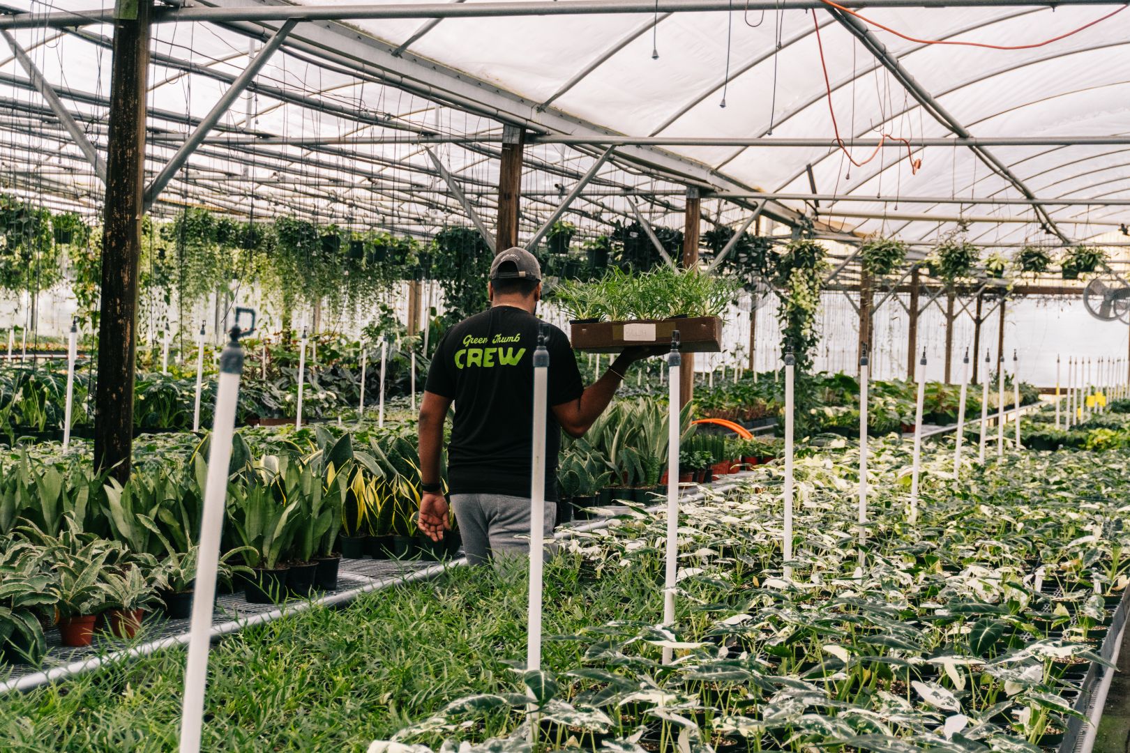 How to Identify, Treat & Prevent Common Pests – BWH Plant Co