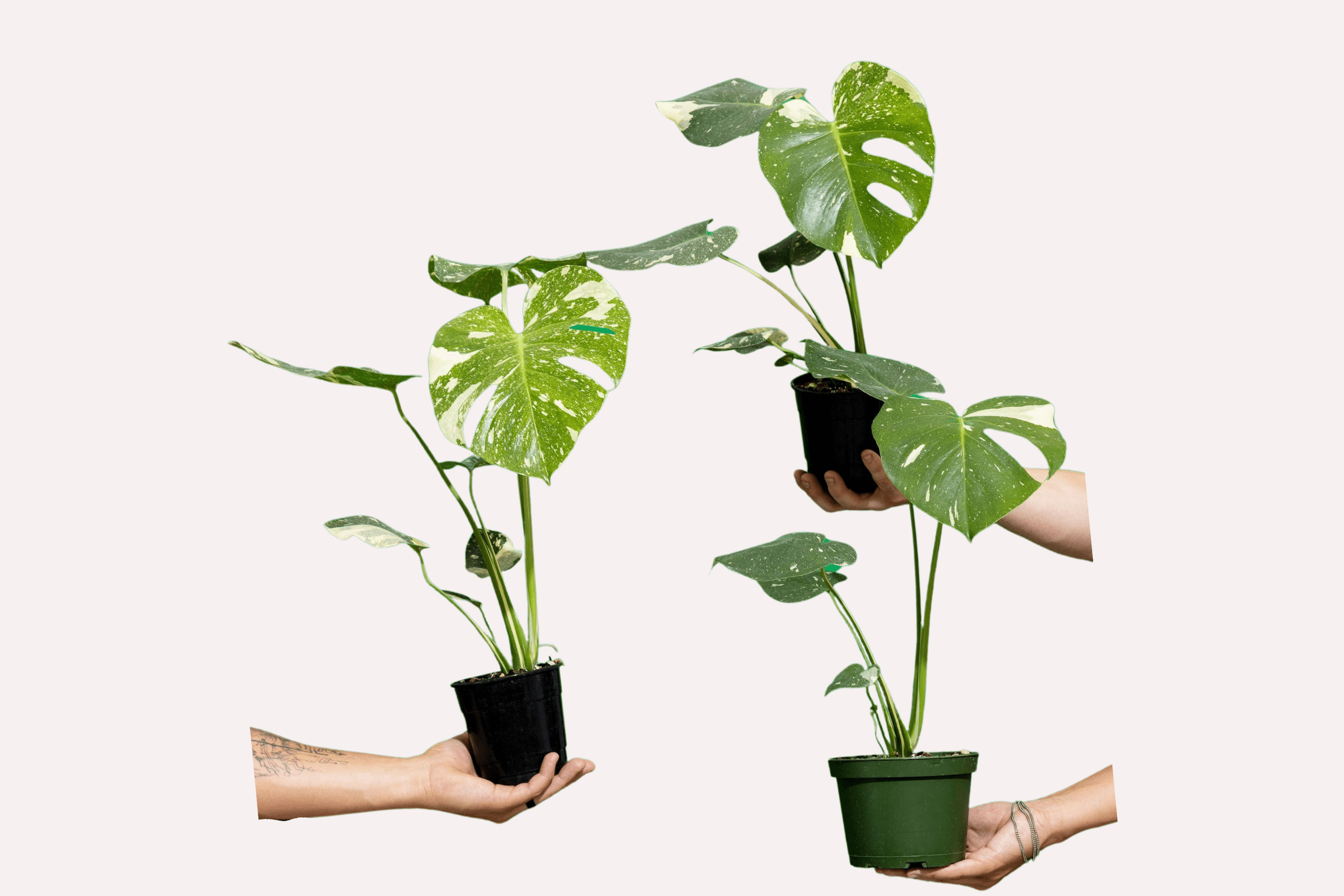 How to Care for Monstera Thai Constellation Plants – BWH Plant Co