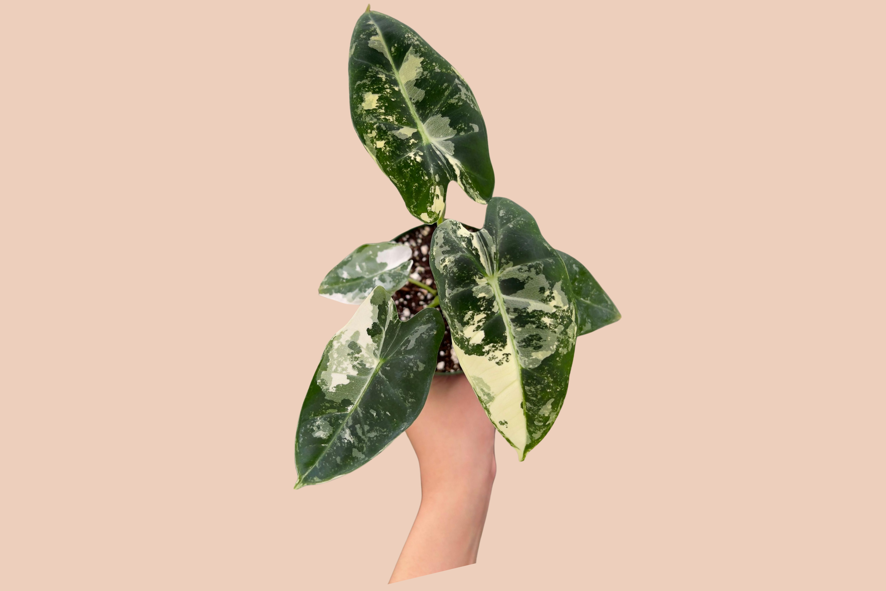 How to Care for Variegated Alocasia Frydek Houseplants – BWH Plant Co