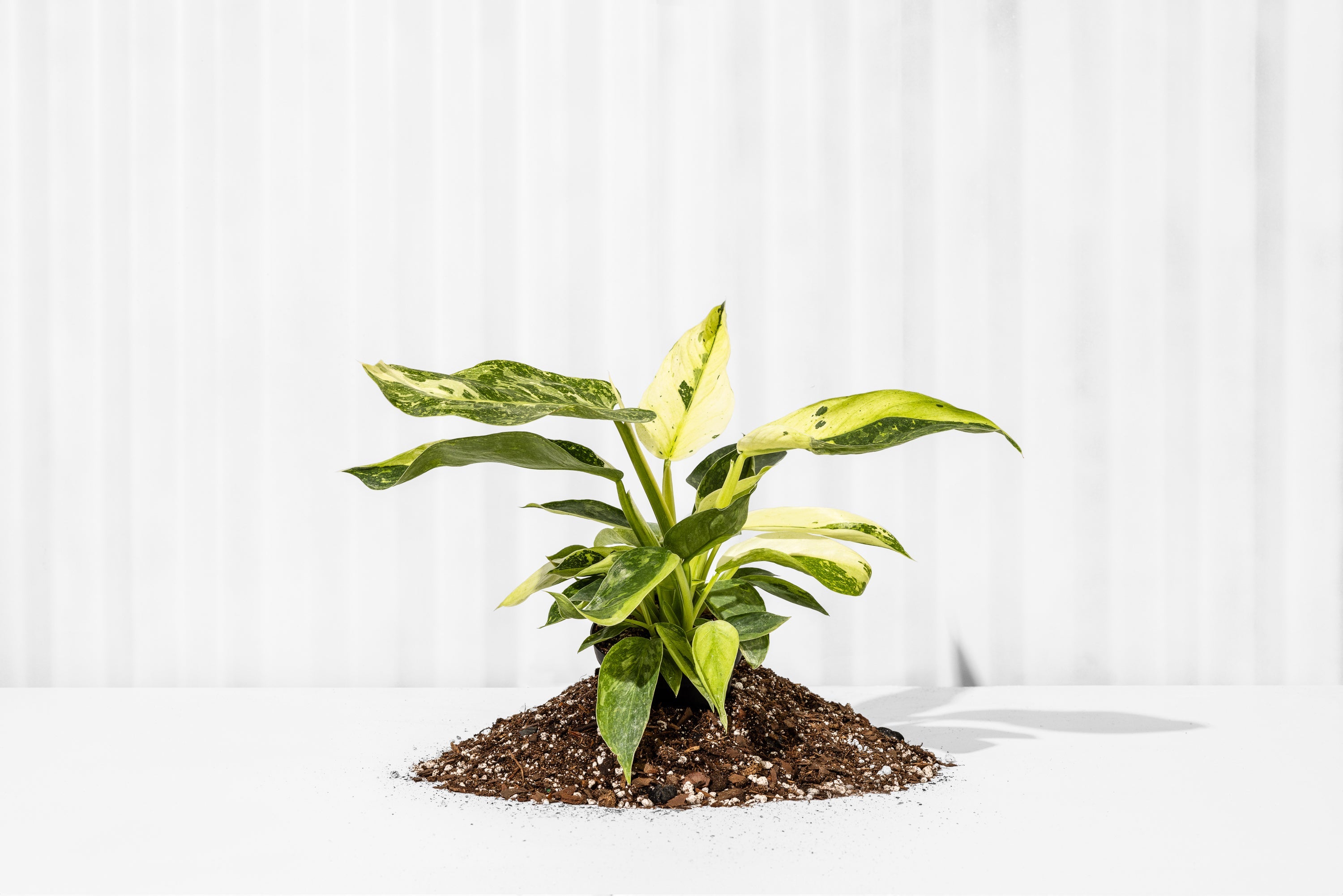 What Aroid Plants Are and How to Identify Them – BWH Plant Co