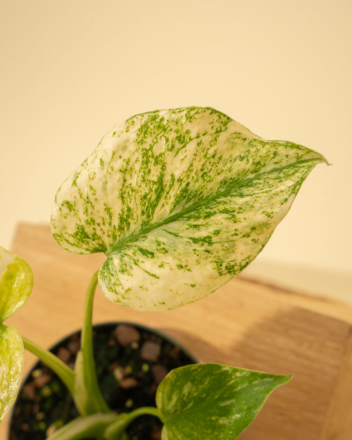4" Monstera Mint Plant – Rare Variegated Form – BWH Plant Co