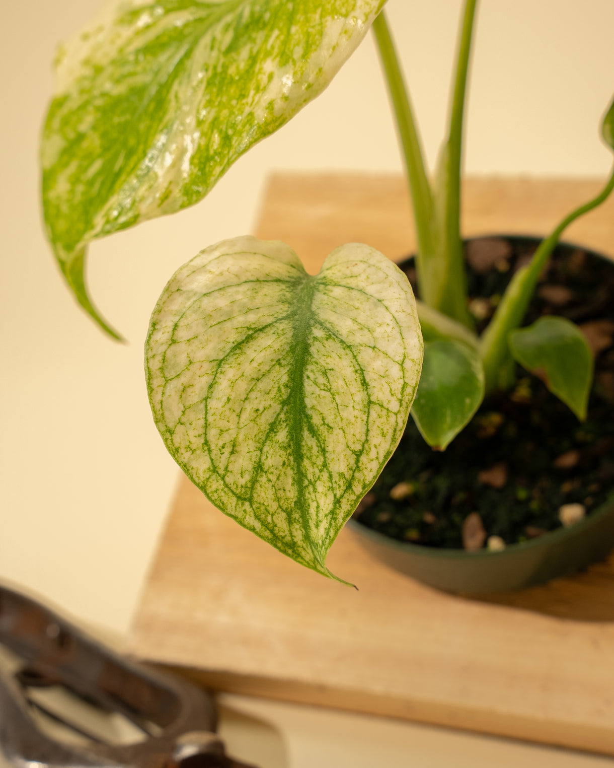 4" Monstera Mint Plant – Rare Variegated Form – BWH Plant Co