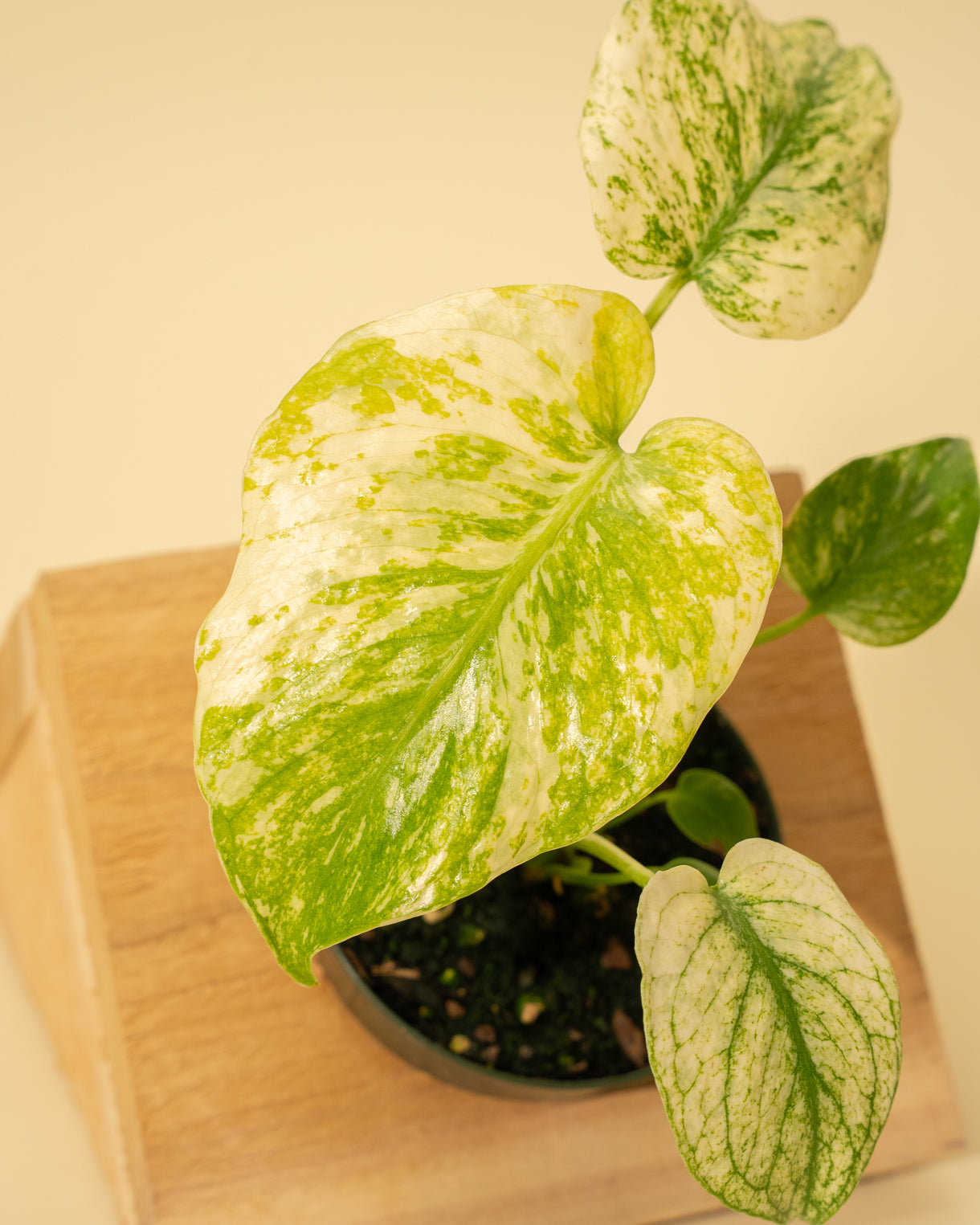 4" Monstera Mint Plant – Rare Variegated Form – BWH Plant Co