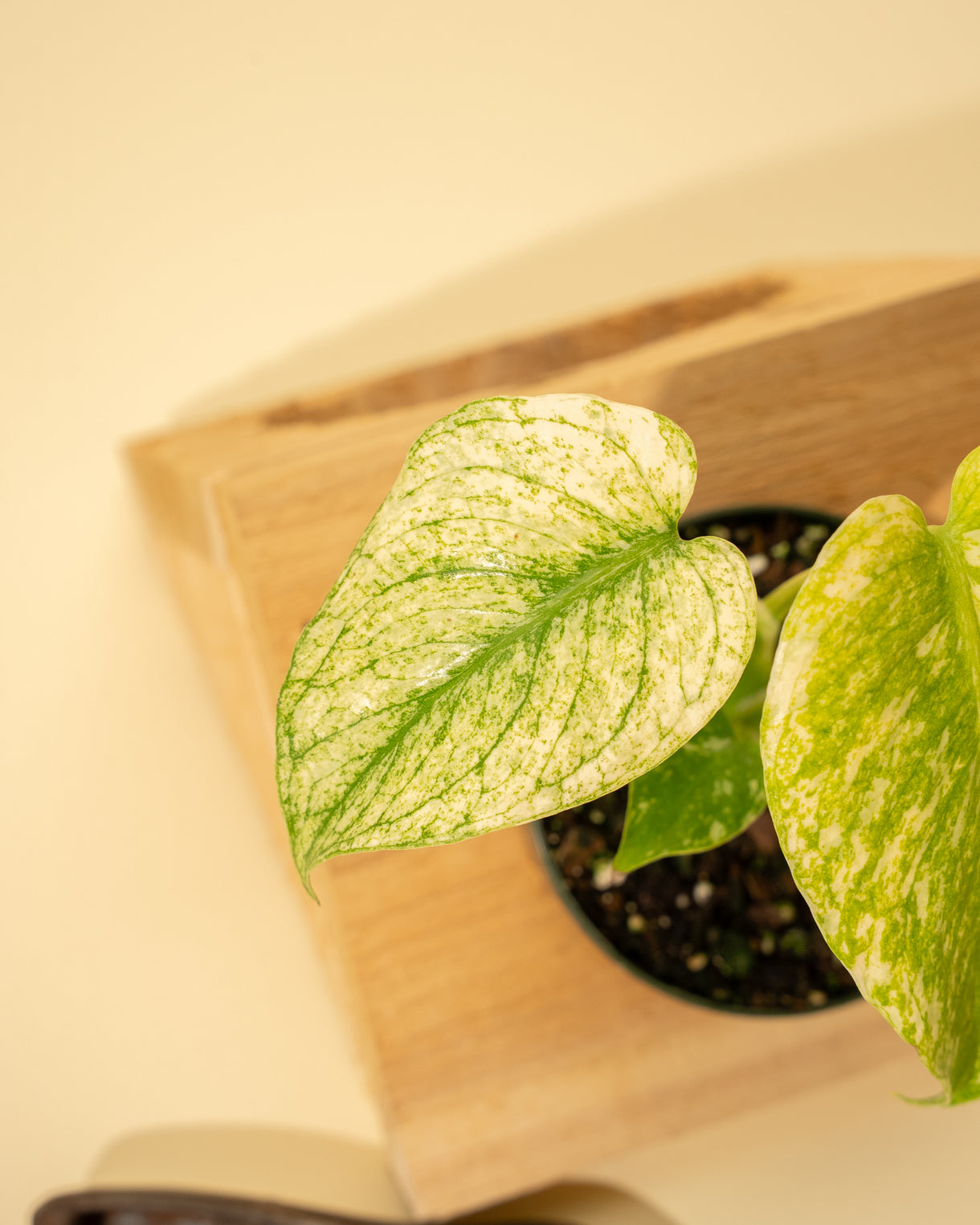 4" Monstera Mint Plant – Rare Variegated Form – BWH Plant Co