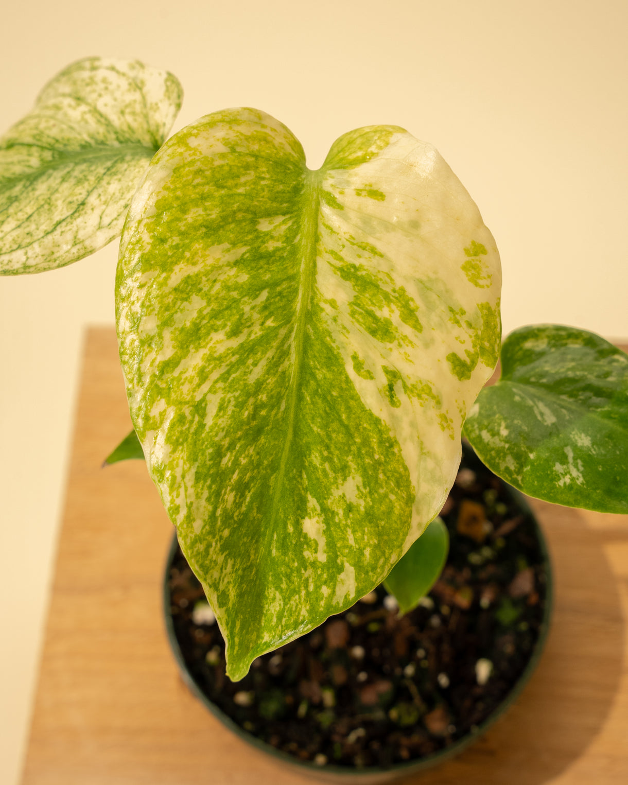 4" Monstera Mint Plant – Rare Variegated Form – BWH Plant Co
