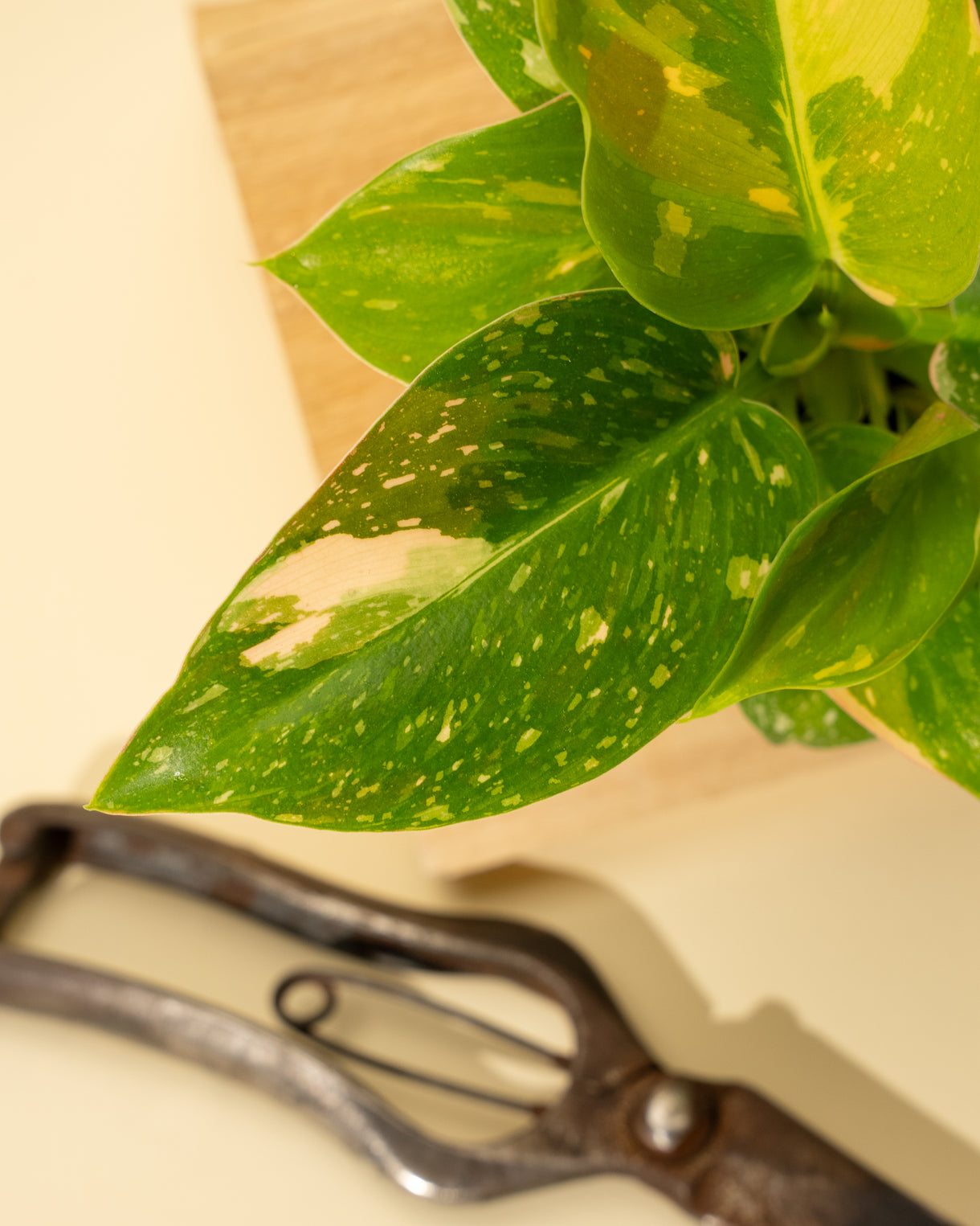4" Variegated Philodendron Green Congo 'Copper Flame' – BWH Plant Co