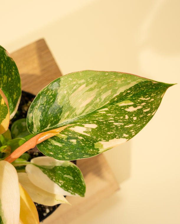 4" Variegated Philodendron Green Congo 'Copper Flame' – BWH Plant Co