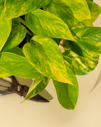 4" Pothos 'Neon Queen' – BWH Plant Co