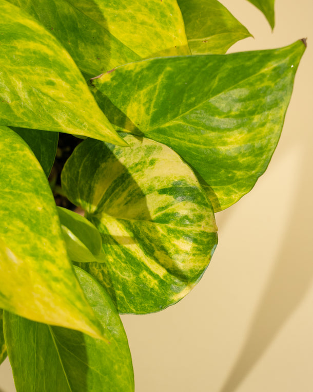 4" Pothos 'Neon Queen' – BWH Plant Co