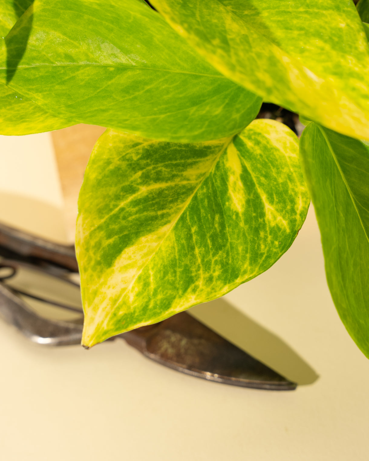 4" Pothos 'Neon Queen' – BWH Plant Co