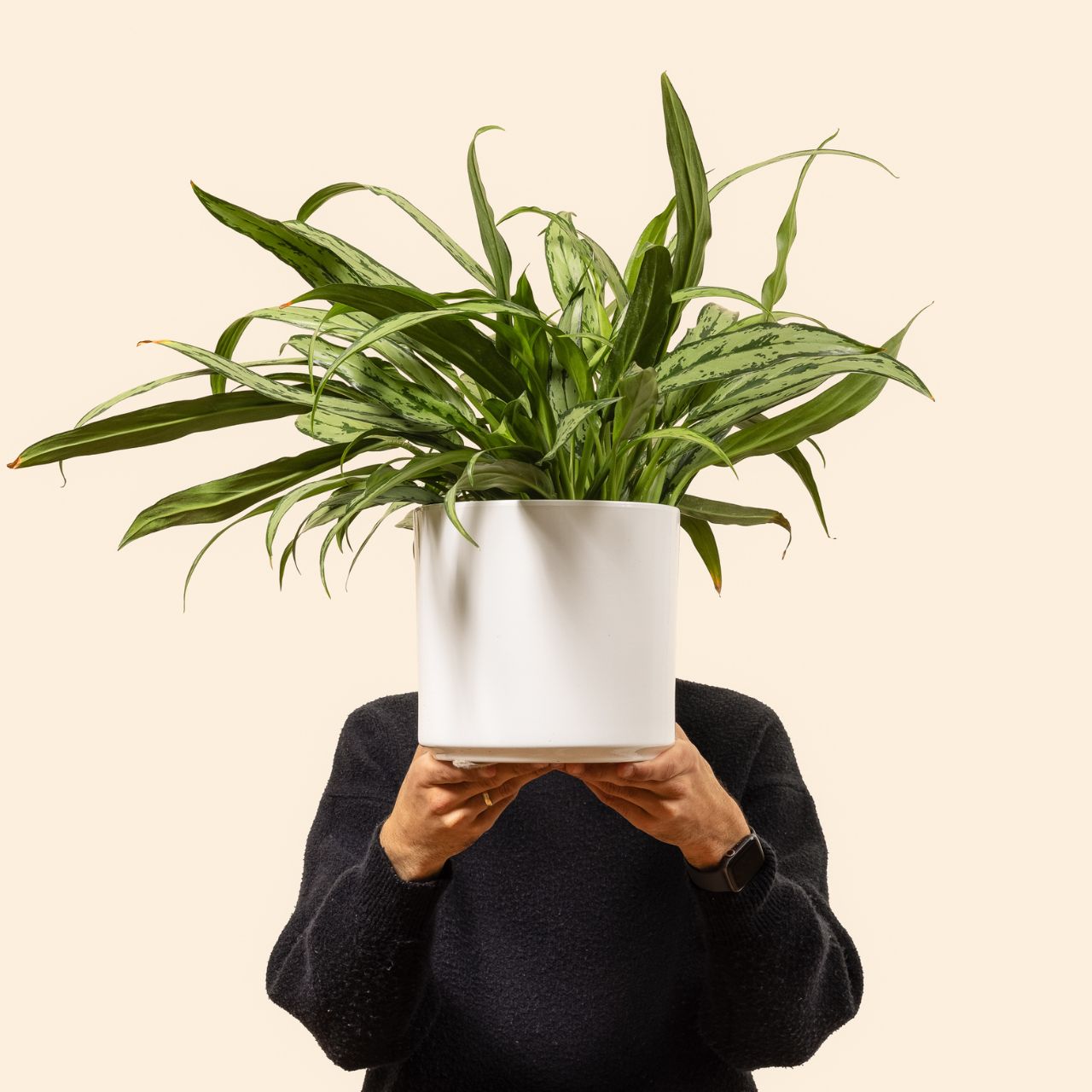 About BWH – BWH Plant Co