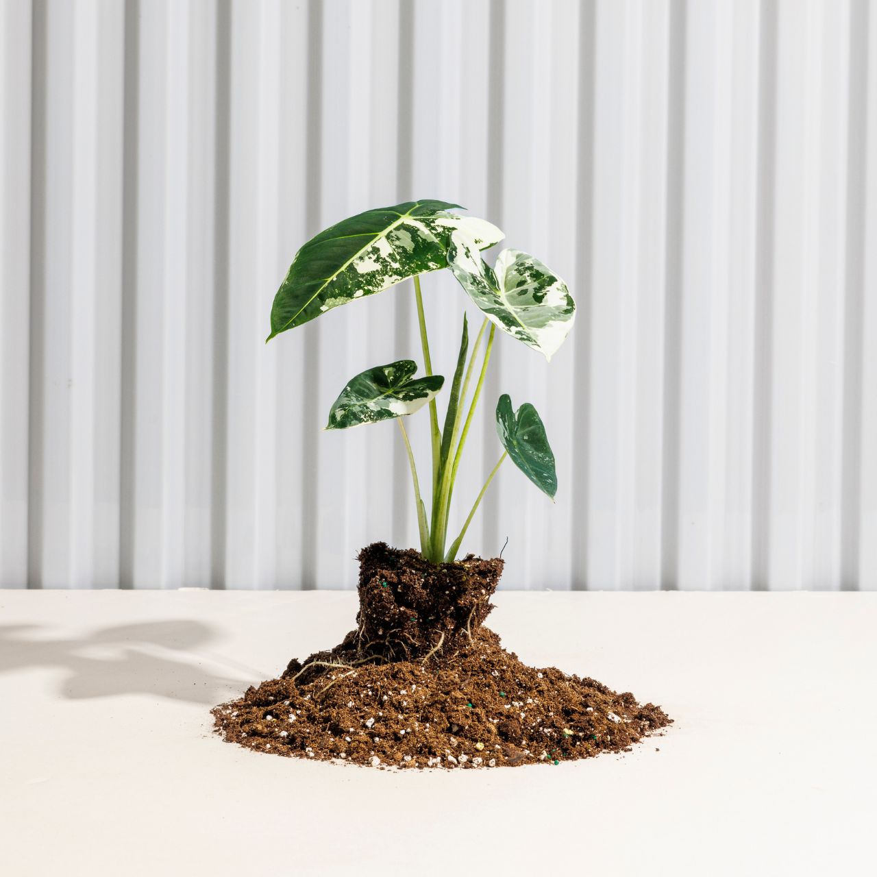 About BWH – BWH Plant Co