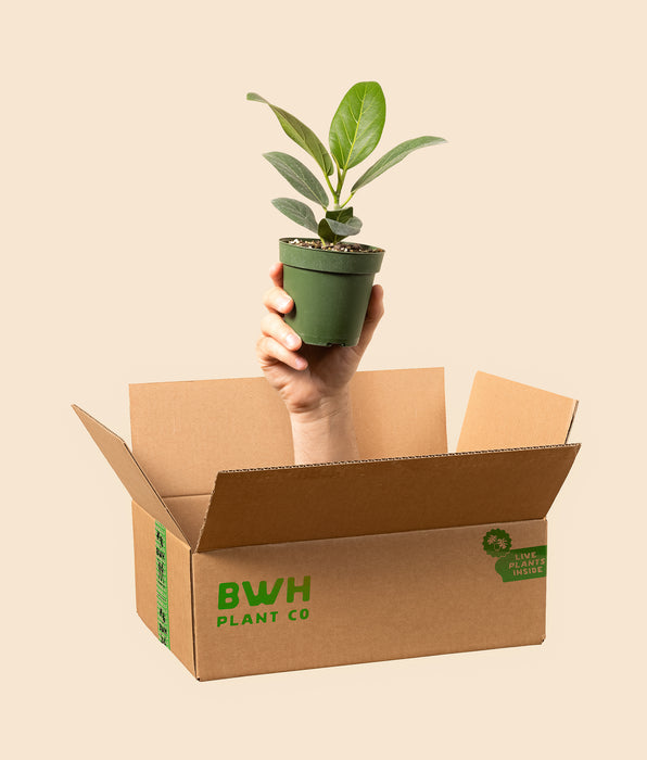BWH Plant Co