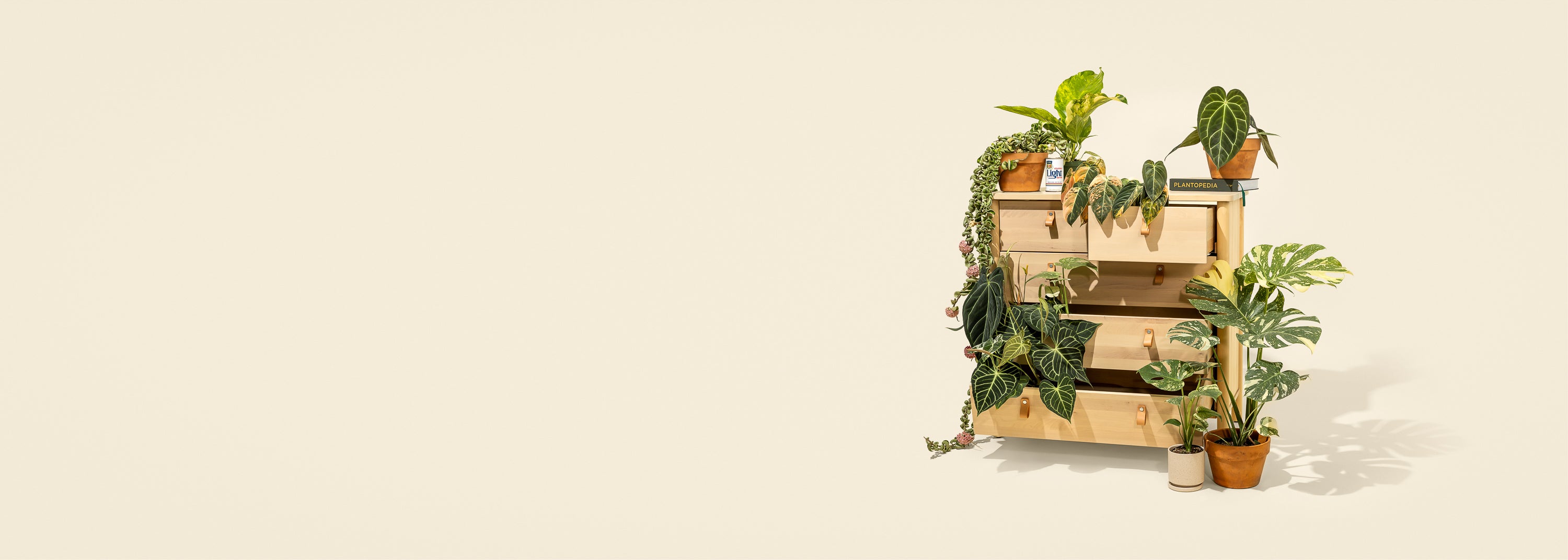 BWH Plant Co