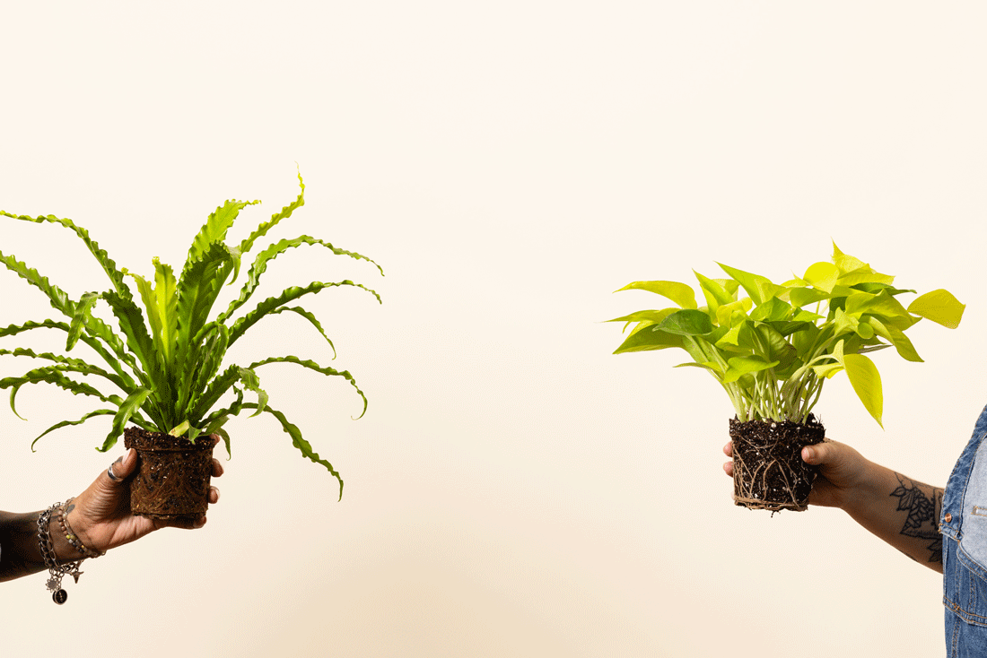 BWH Plant Co