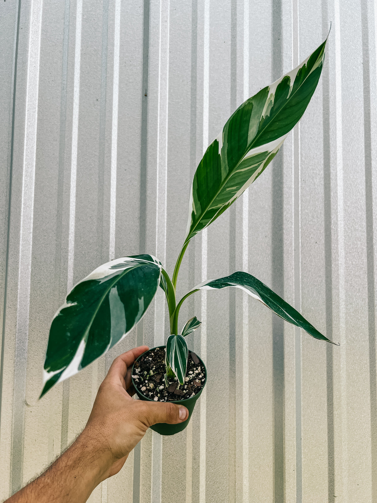 4" Variegated Musa Florida 'Bronana' – BWH Plant Co