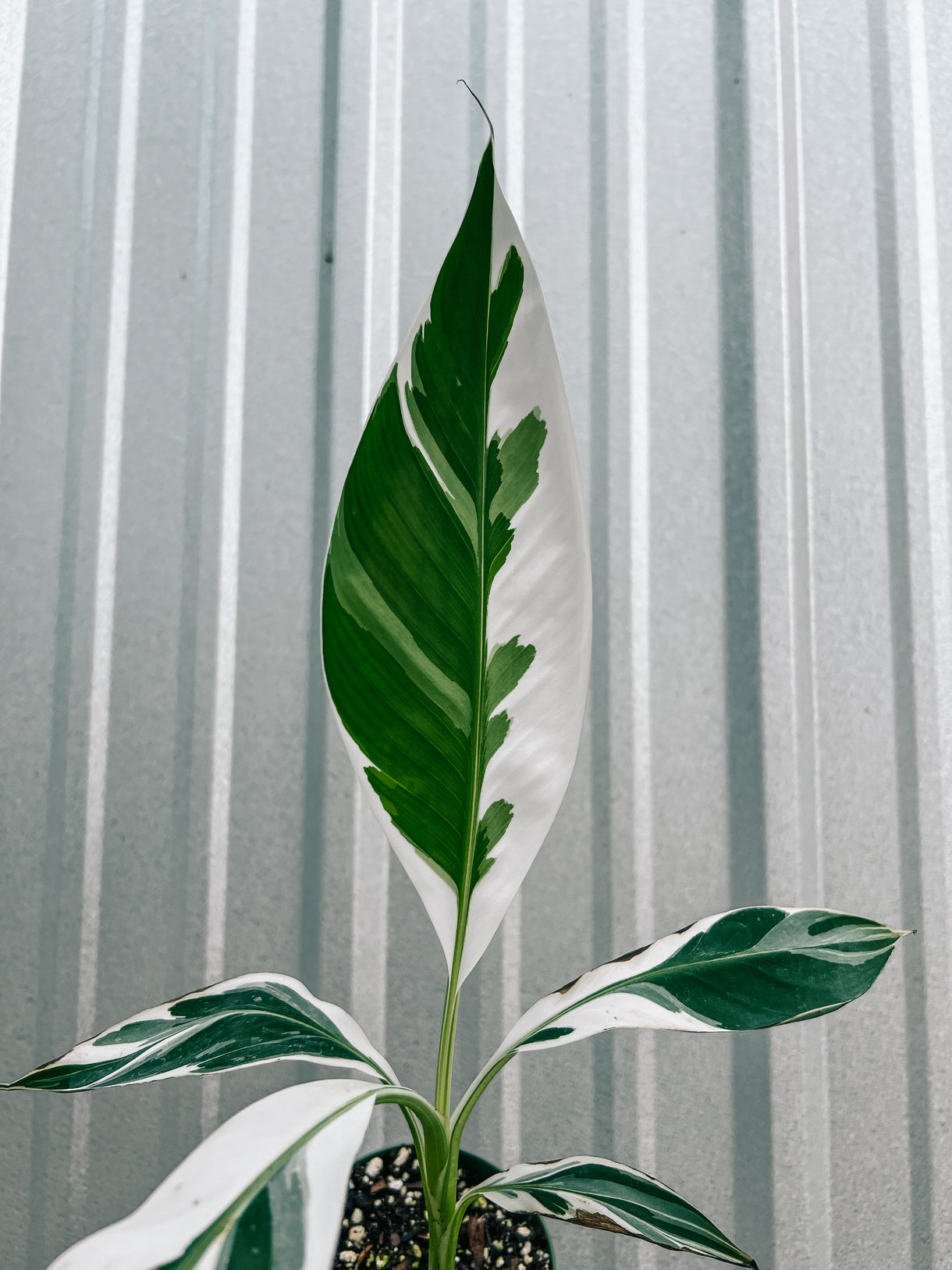 4" Variegated Musa Florida 'Bronana' – BWH Plant Co