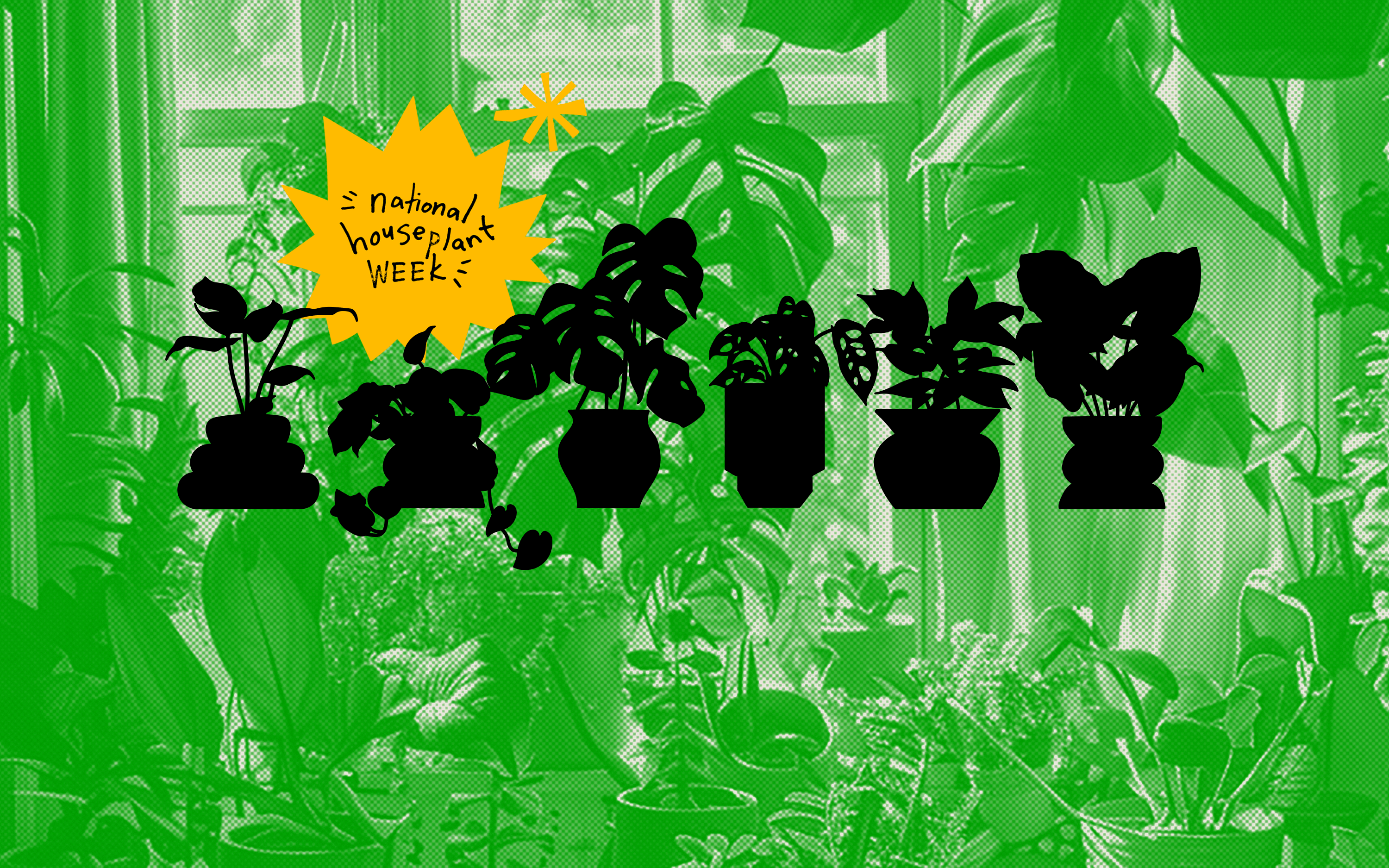 BWH Plant Co