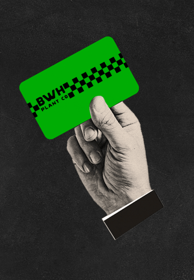 Variegated Alocasia 'Frydek’: The Complete Guide – BWH Plant Co