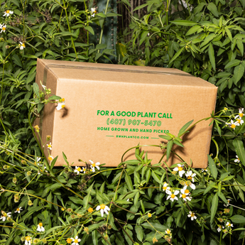 About BWH – BWH Plant Co