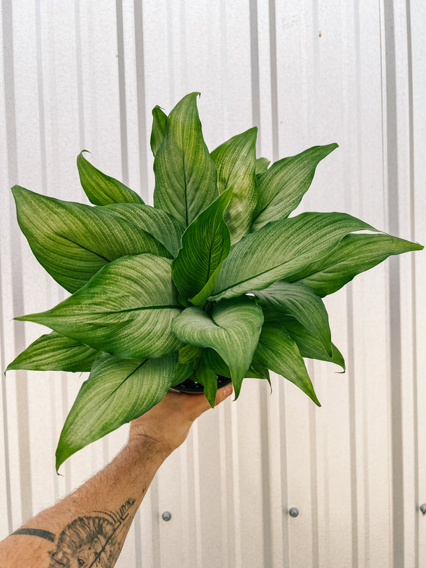 6" Spathiphyllum 'Platinum Mist' – BWH Plant Co