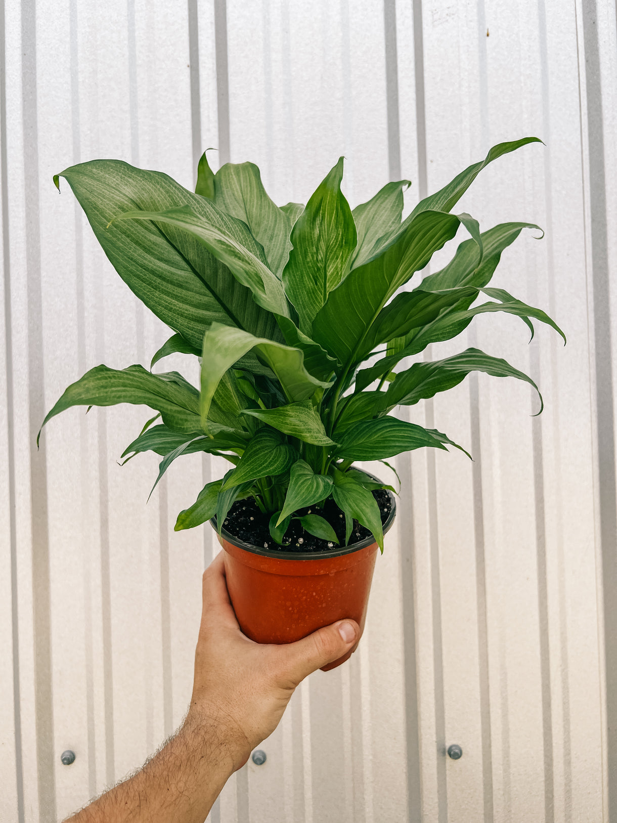 6" Spathiphyllum 'Platinum Mist' – BWH Plant Co