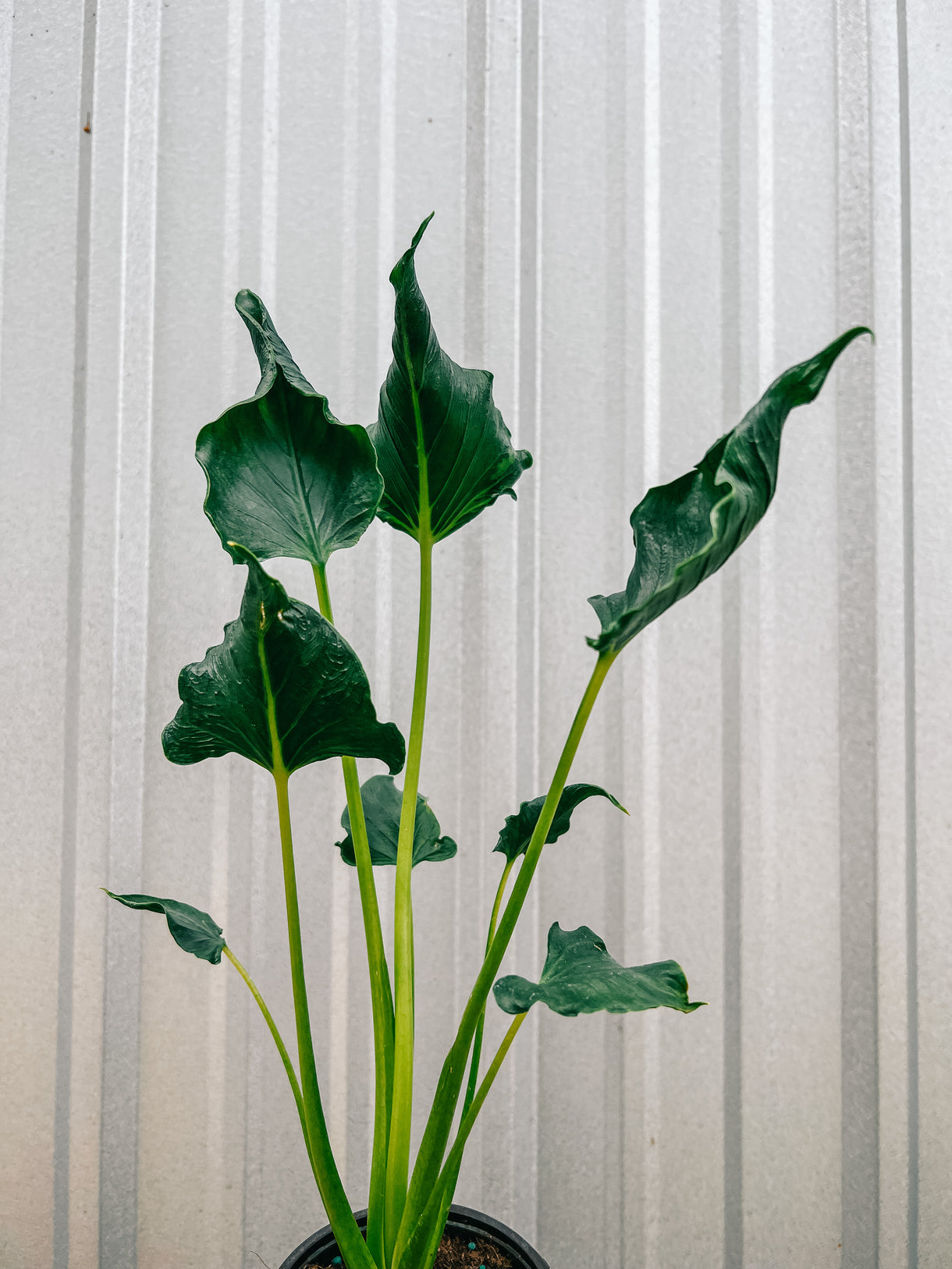 4" Alocasia 'Triangularis' – BWH Plant Co