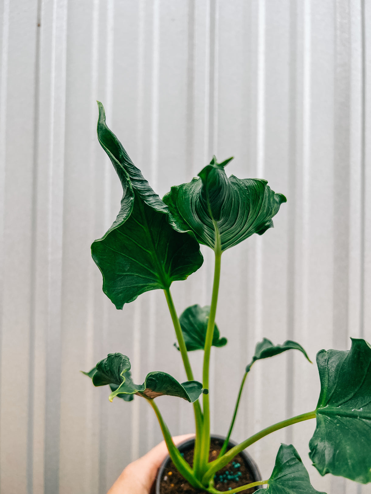 4" Alocasia 'Triangularis' – BWH Plant Co