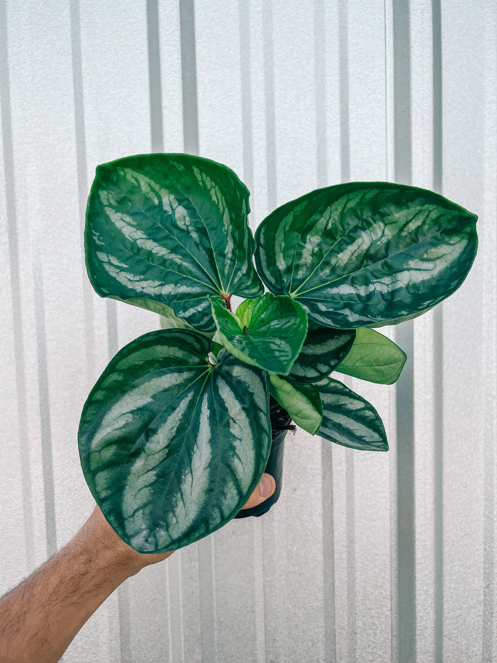 4" Peperomia 'Ecuador'