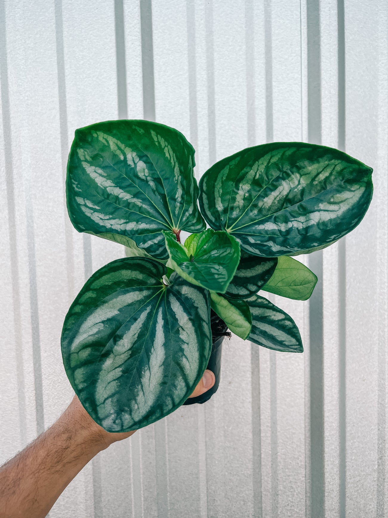 4" Peperomia 'Ecuador'