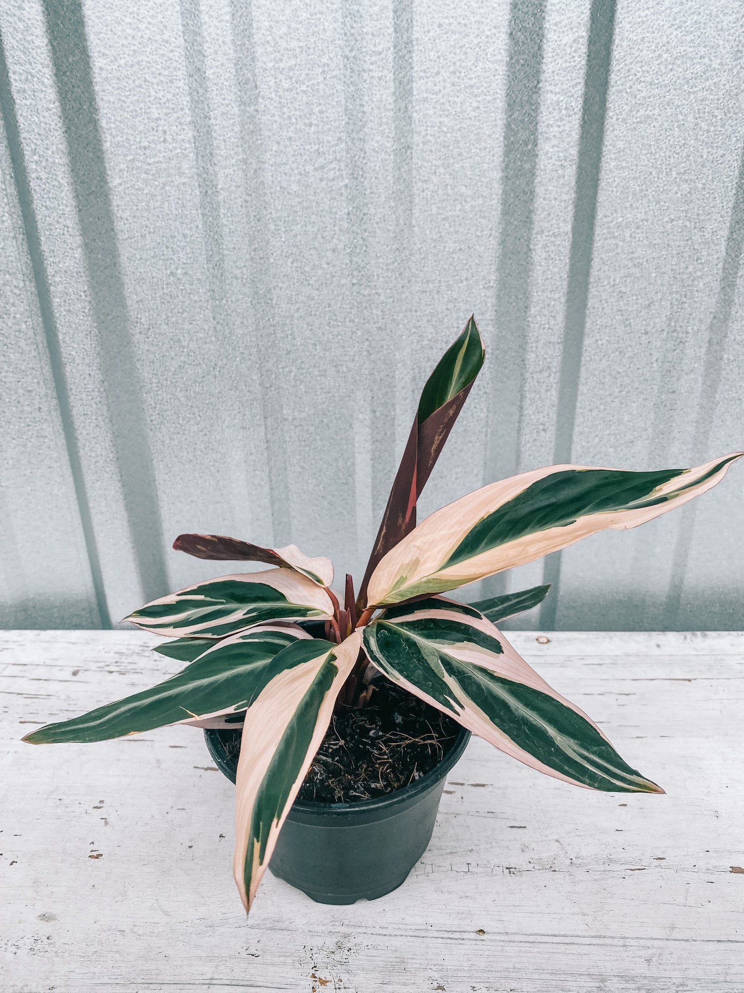 4" Stromanthe ‘Trio Star' - BWH Plant Co.