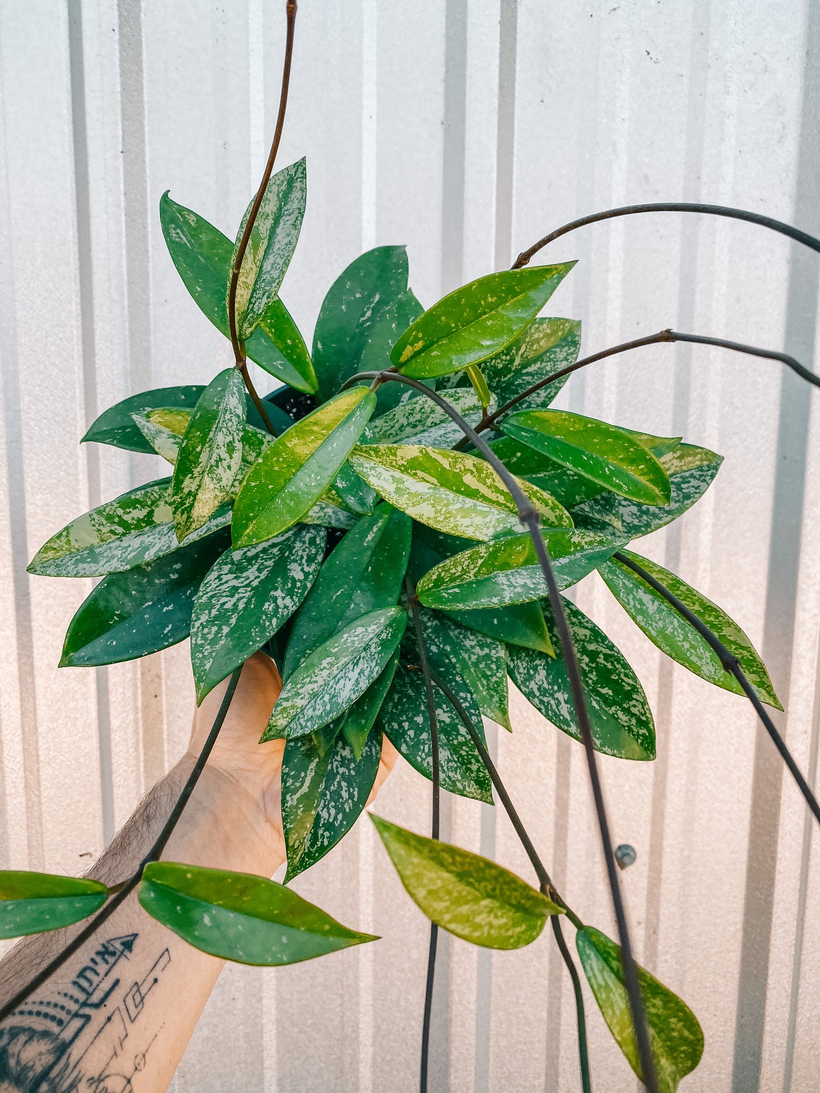 6" Hoya 'Pubicalyx Splash'