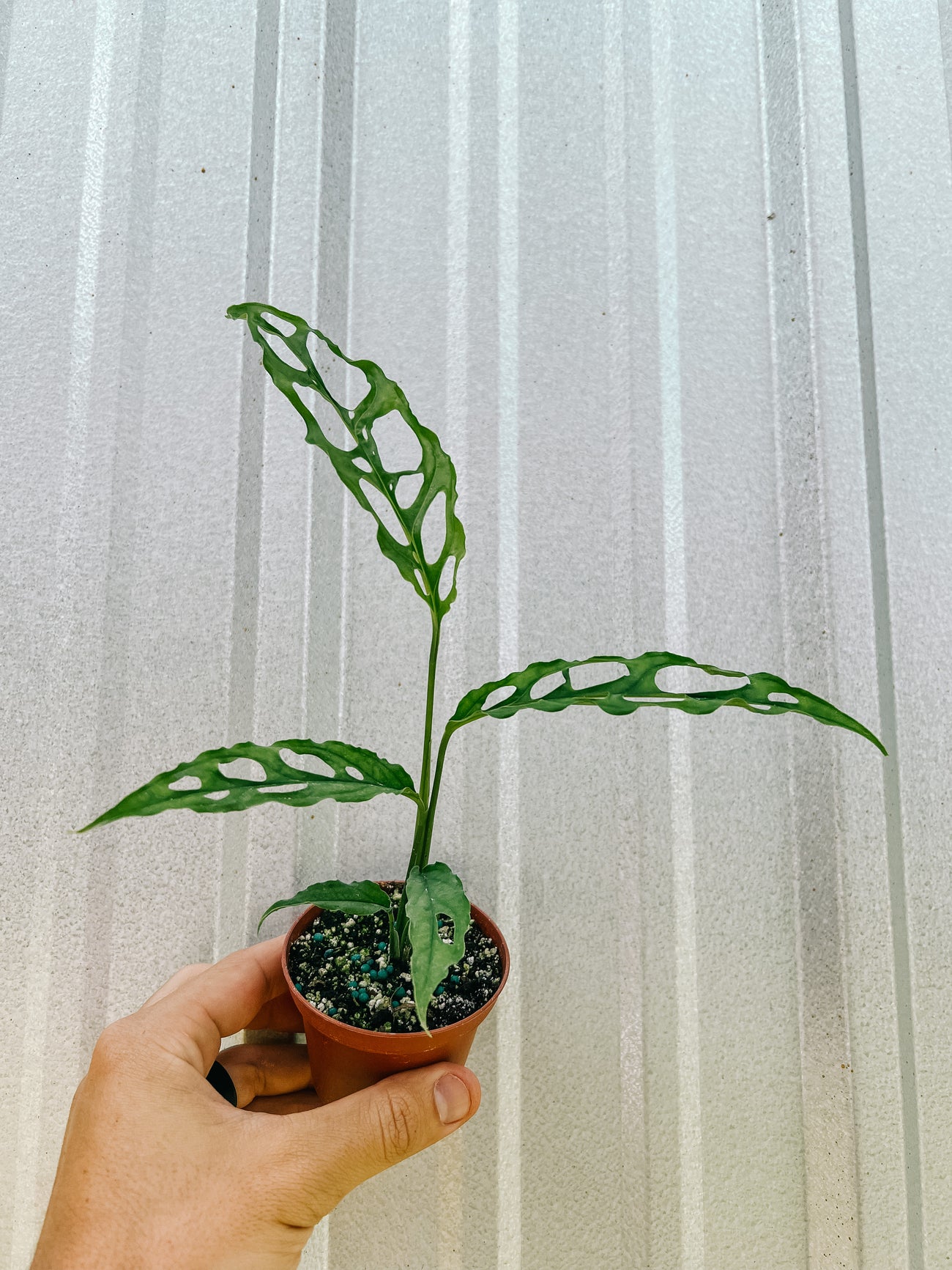 3" Monstera 'Obliqua' (Peruvian Form)