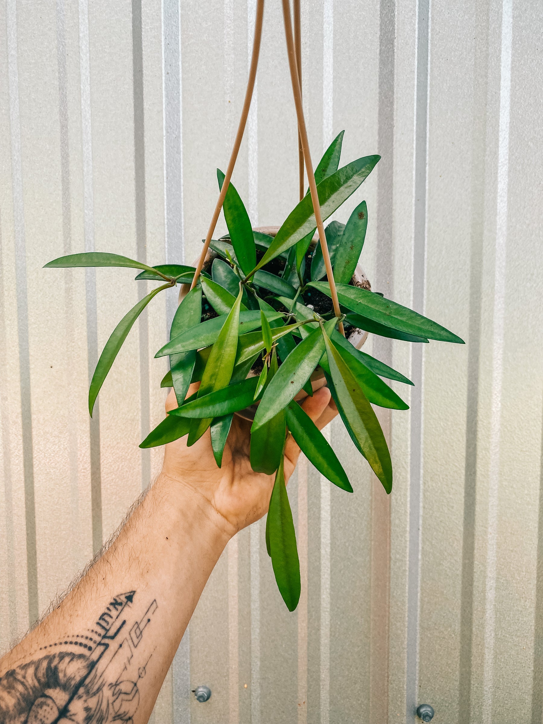 4.5" Hoya 'Wayetti' (Hanging Basket)