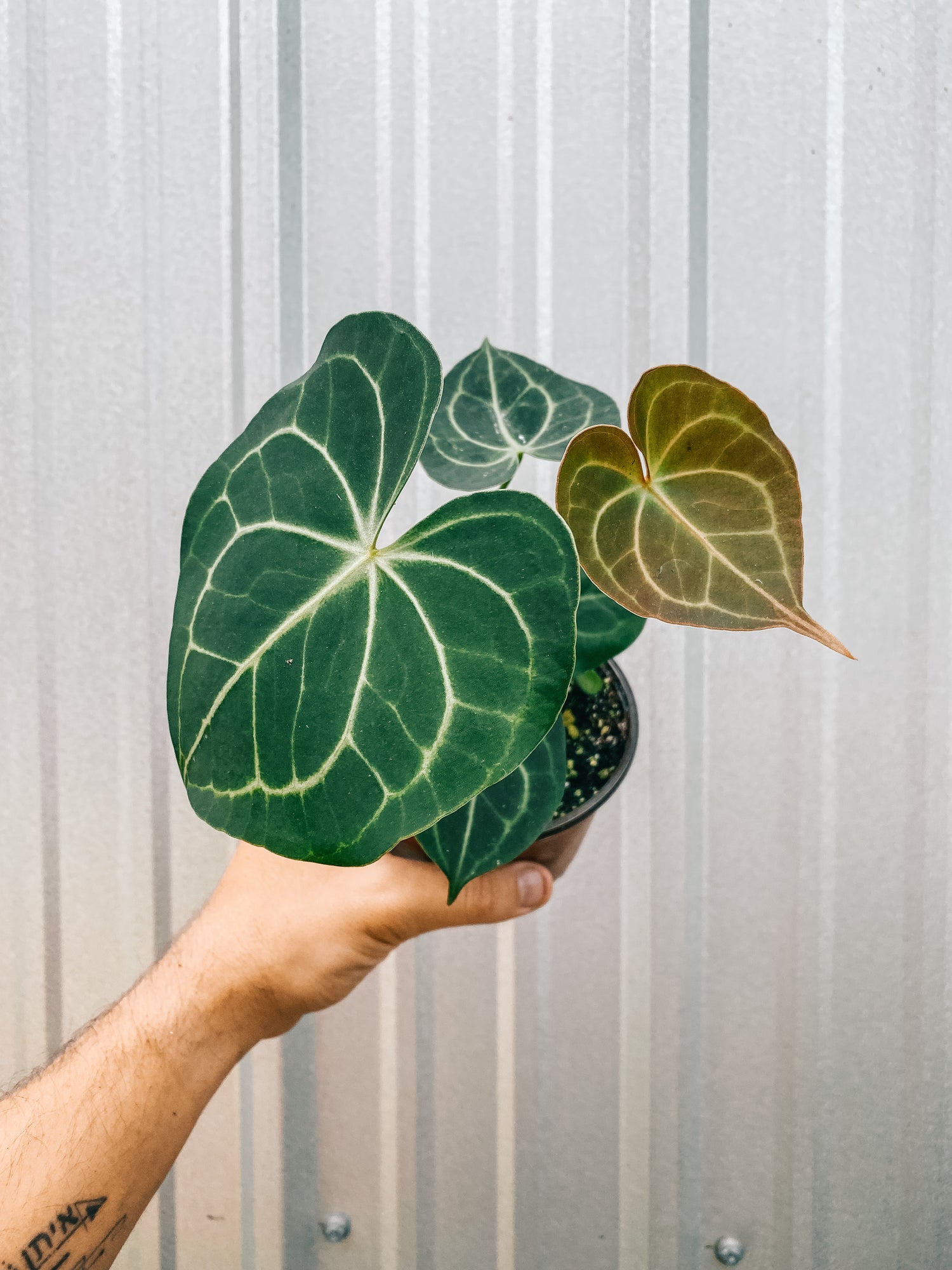 5" Anthurium 'Clarinervium'