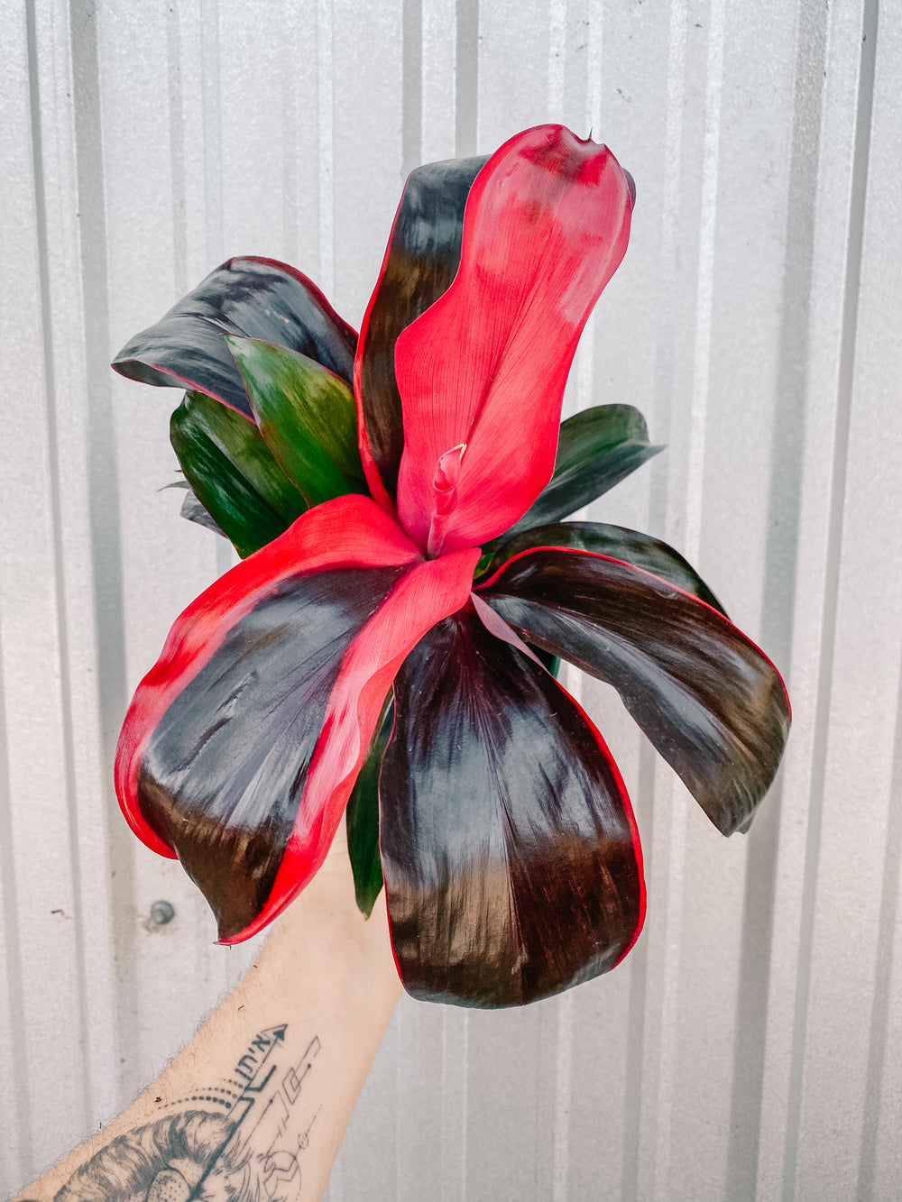 6" Cordyline ‘Red Hot Ruby'