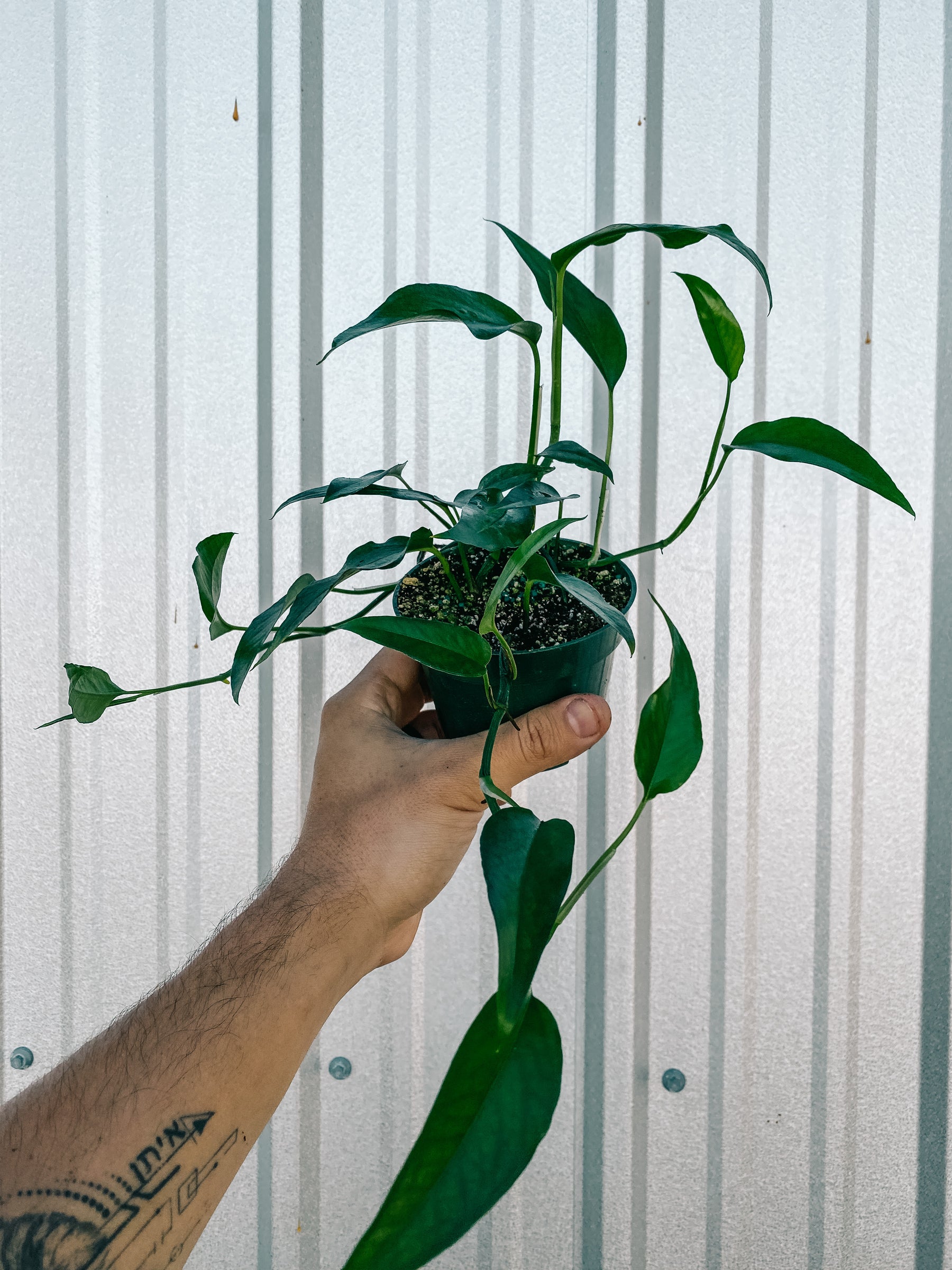 4" Epipremnum 'Skeleton Key'