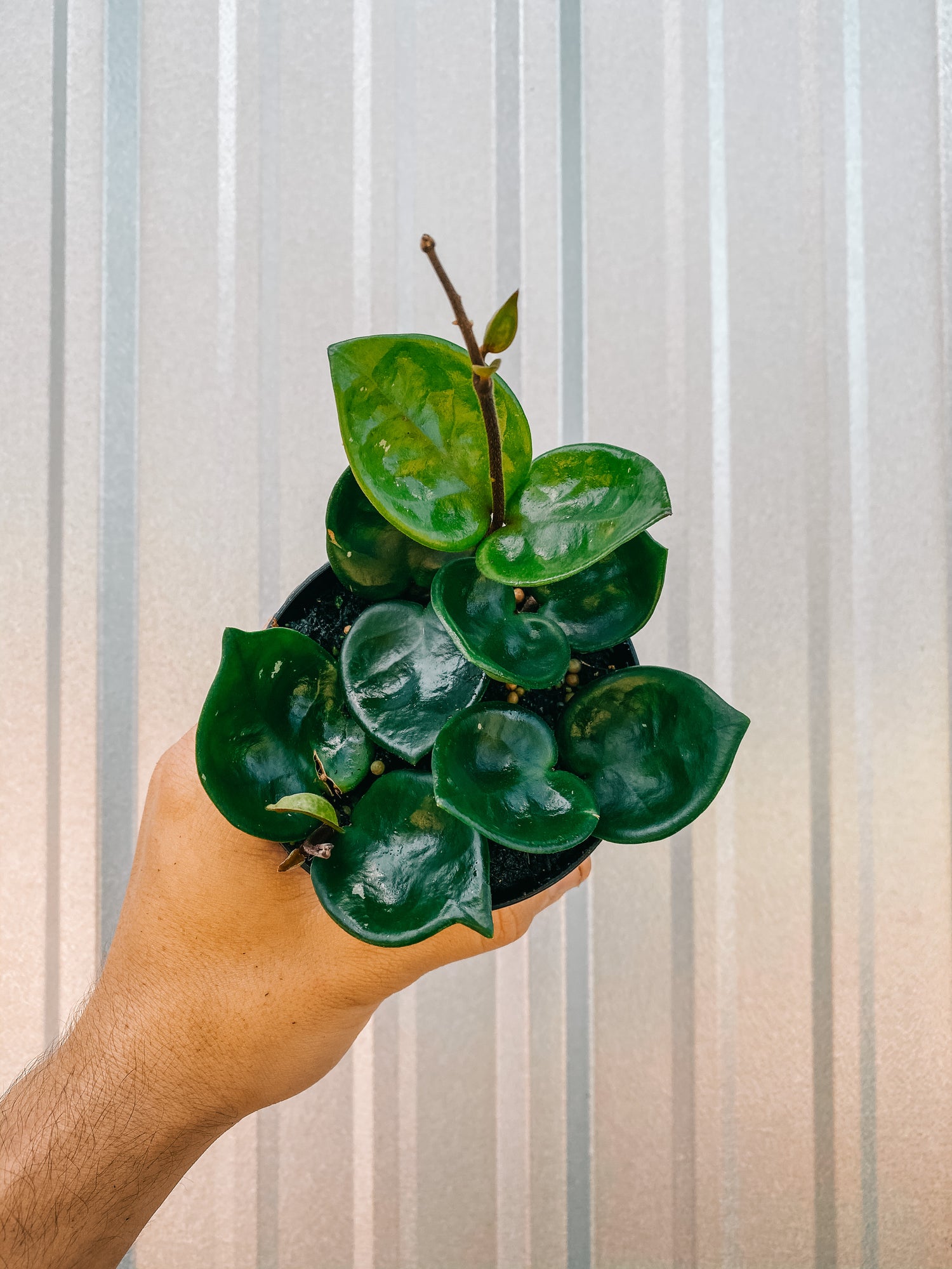 4" Hoya ‘Chelsea’