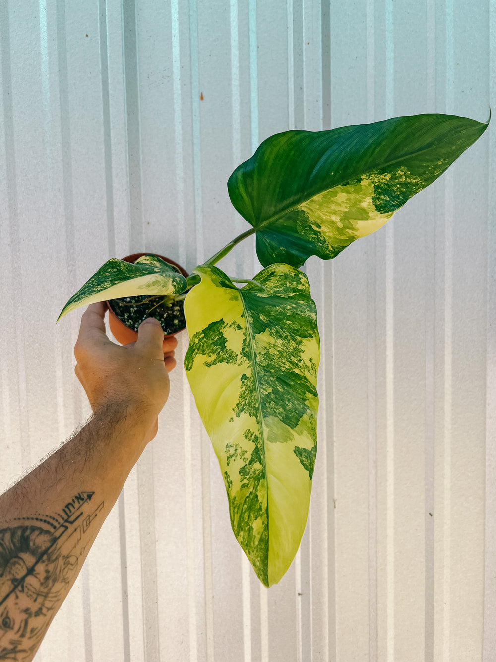 4” Variegated Philodendron 'Domesticum'