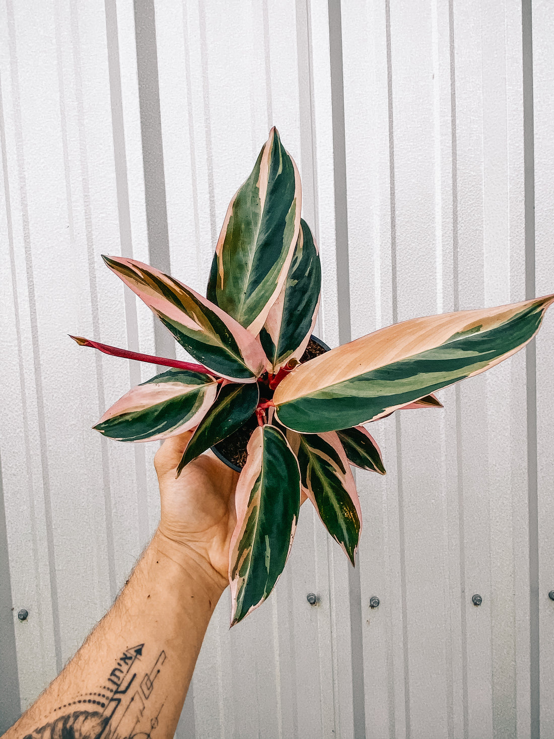 4" Stromanthe ‘Trio Star' - BWH Plant Co.