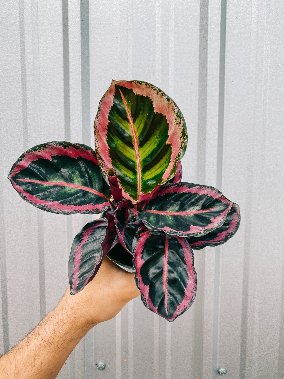 4" Calathea Roseopicta 'Little Princess'