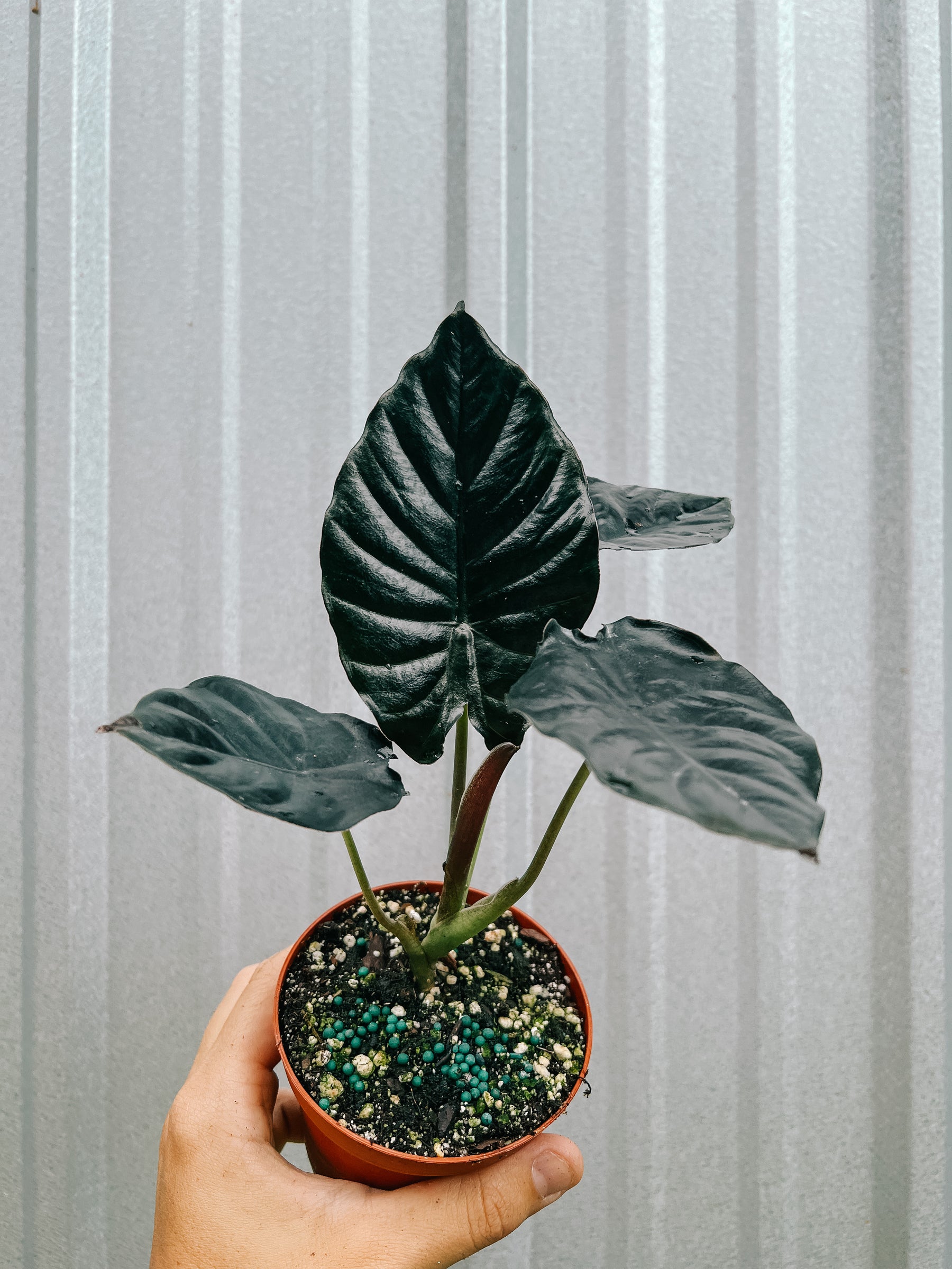 4" Alocasia 'Infernalis' - BWH Plant Co.