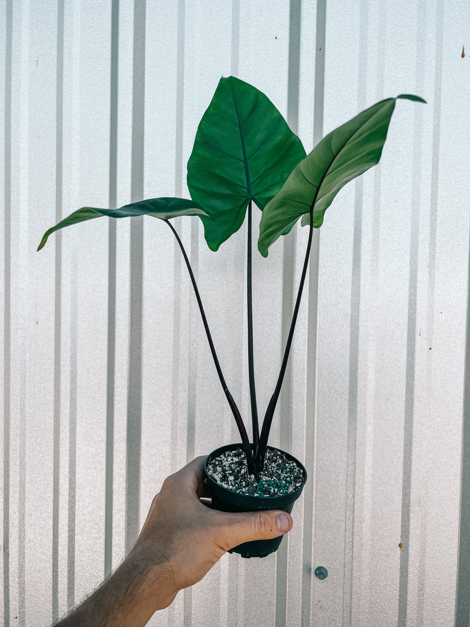 4” Alocasia ‘Black Stem’
