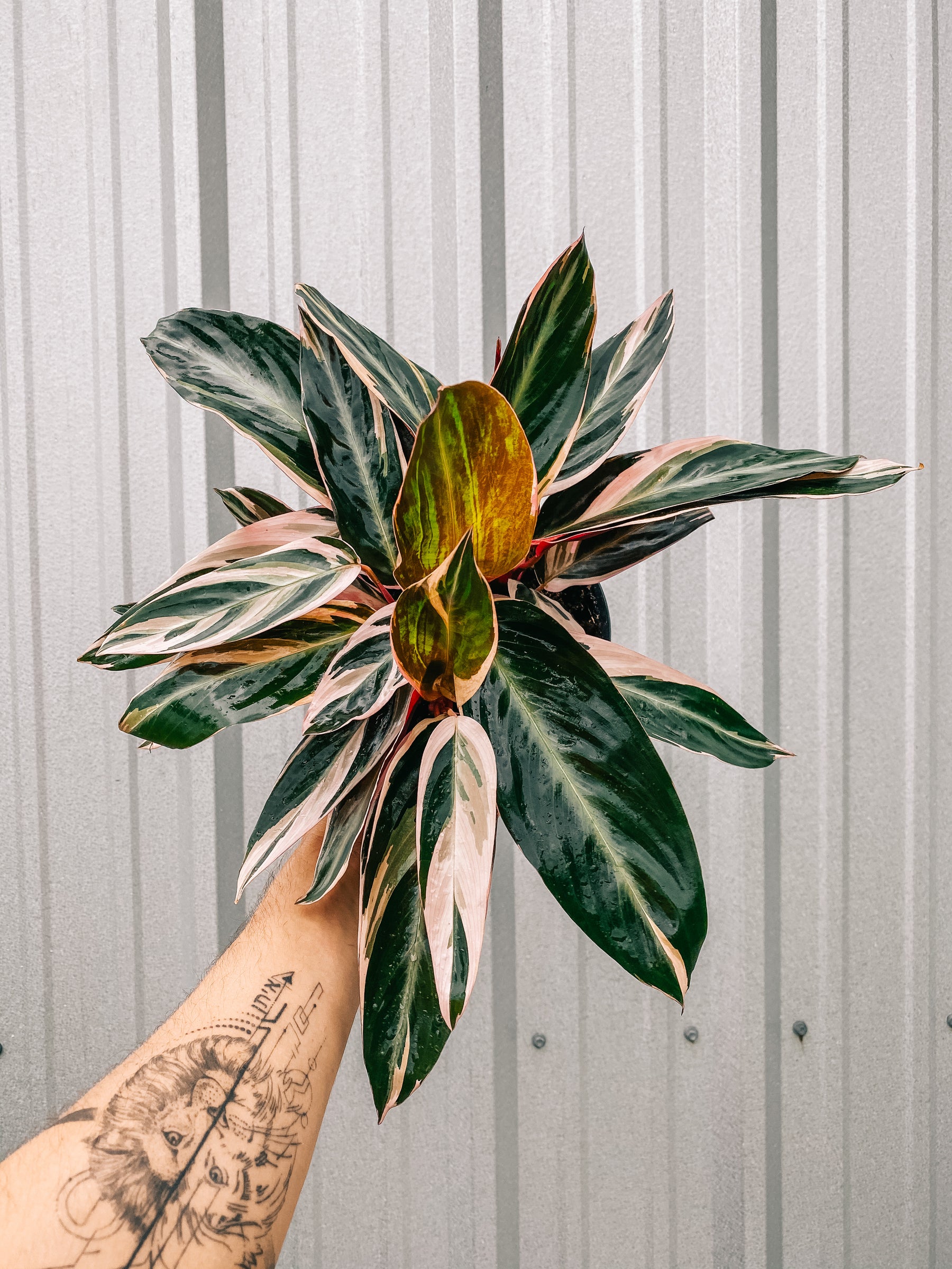 6" Stromanthe ‘Trio Star’