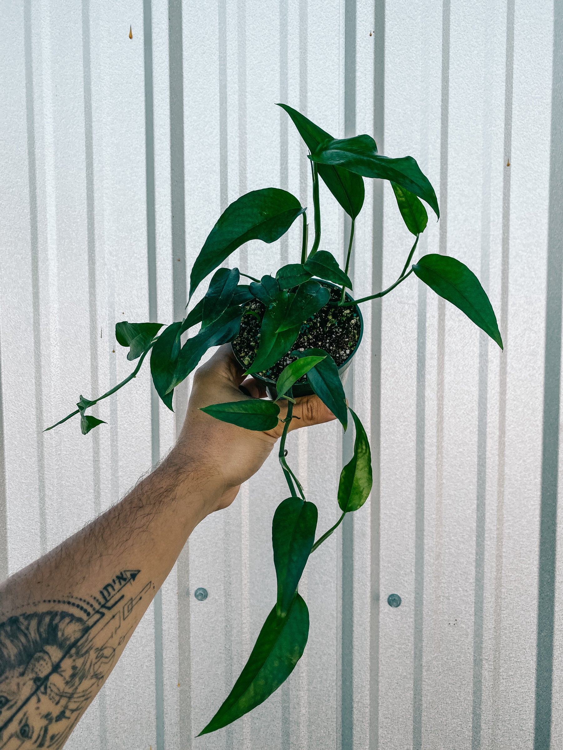 4" Epipremnum 'Skeleton Key'