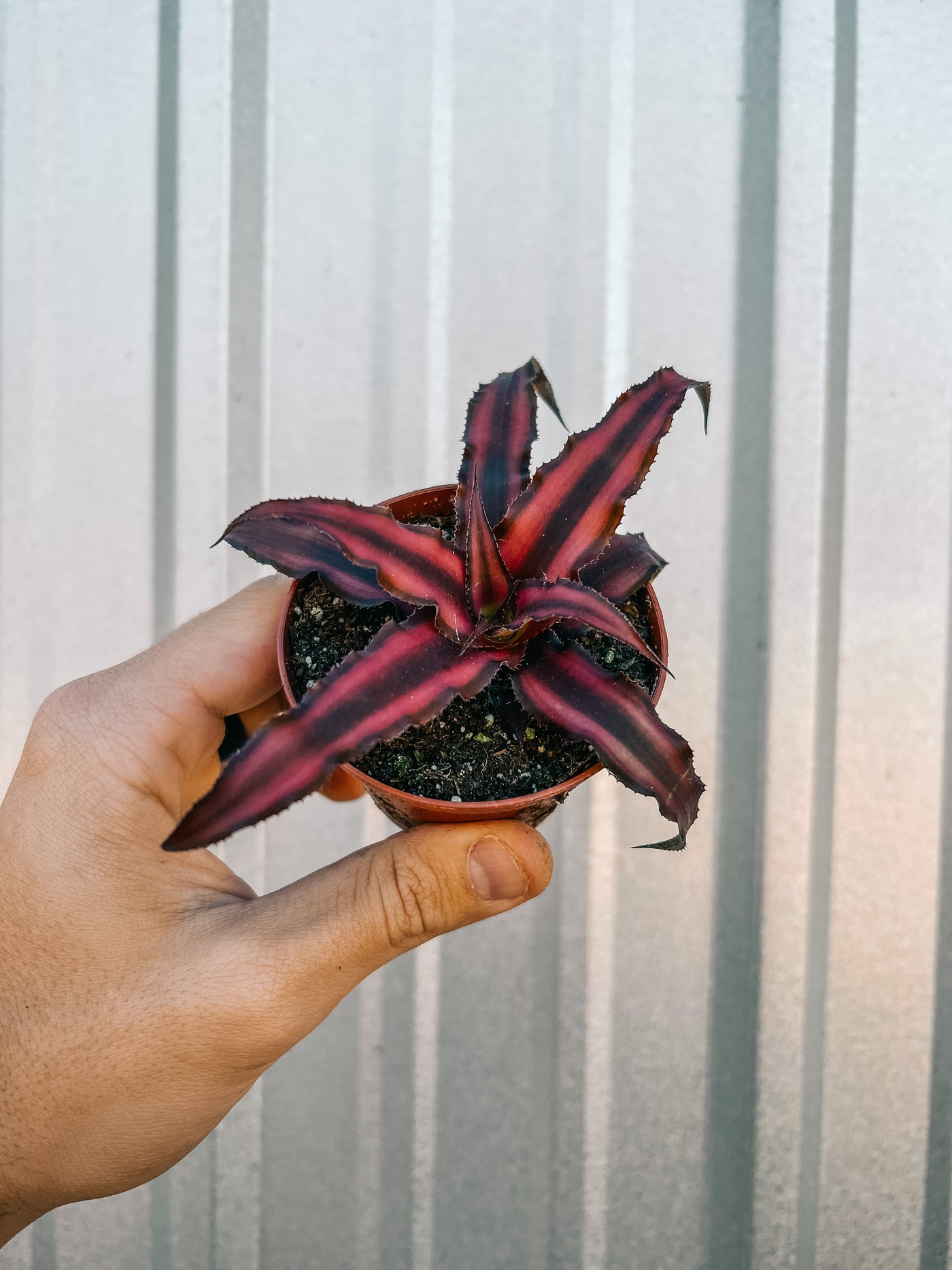 3" Cryptanthus 'Red Ruby'